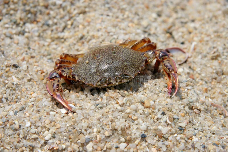 Krabba arkivfoto. Bild av sand, strand, skräp, krabba - 3286456