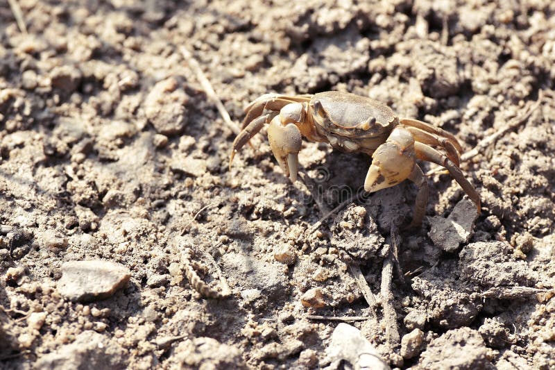 Krabba arkivfoto. Bild av parkera, angus, slam, djurliv - 38814224
