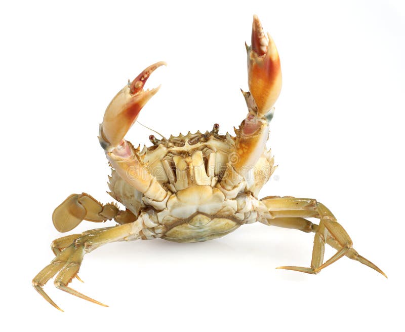 Krabba arkivfoto. Bild av krabba, vattenlevande, läckert - 27505864