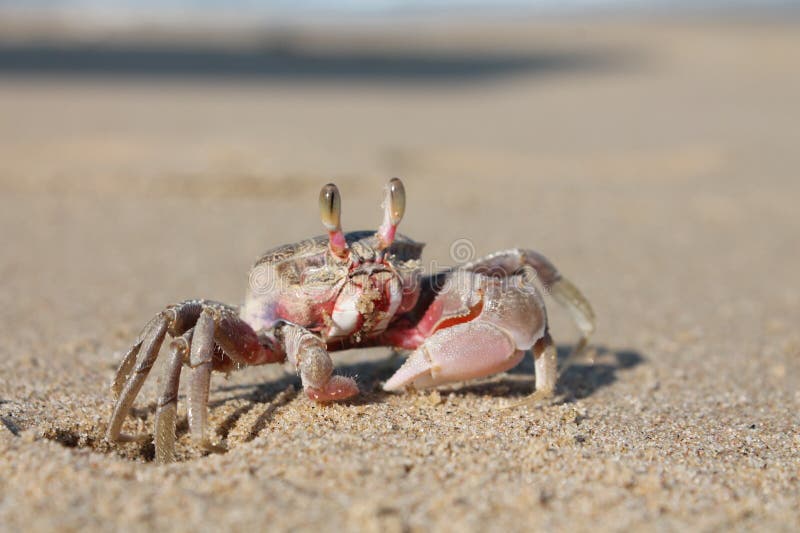 Krabba på strand arkivfoto. Bild av djup, sand, härlig - 44257582