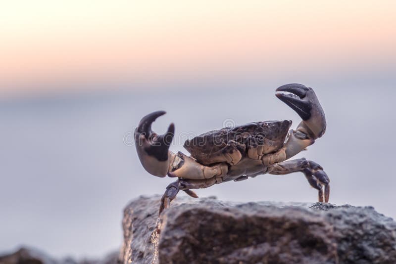 Krabben auf Strand stockfoto. Bild von marinesoldat, strand - 38455378