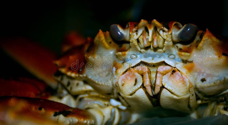 Herr Krabbe, Die Auf Den Strand Wartet Stockfoto - Bild von kamera ...
