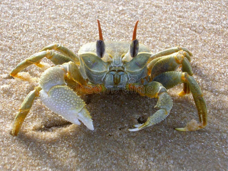 Krabbe stockbild. Bild von schildkr, seafood, befestigungsklammer ...