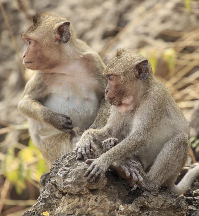 Krabbe, Die Affen Isst Des Makakens (Macaca Irus) Stockfoto - Bild von ...