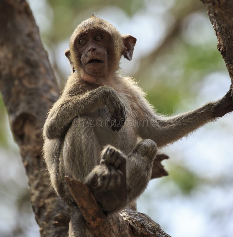 Krabbe, Die Affen Isst Des Makakens (Macaca Irus) Stockbild - Bild von ...