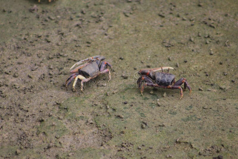 Krabbor fotografering för bildbyråer. Bild av spöke - 108408225