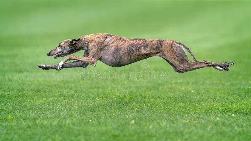 A greyhound running fast stock photo. Image of green - 109253022