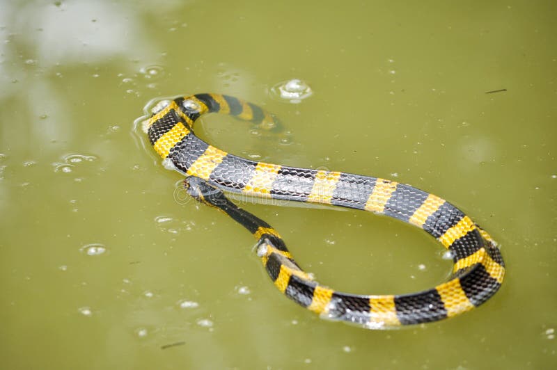 Krait congregado imagen de archivo. Imagen de correa - 35758615