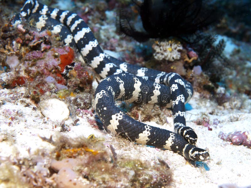 Serpiente De Mar, Filipinas Imagen de archivo - Imagen de anfibios ...