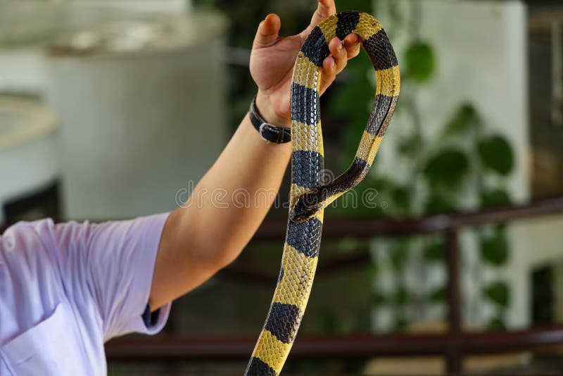 The Krait Snake on Hand in Thailand Stock Image - Image of noisome ...