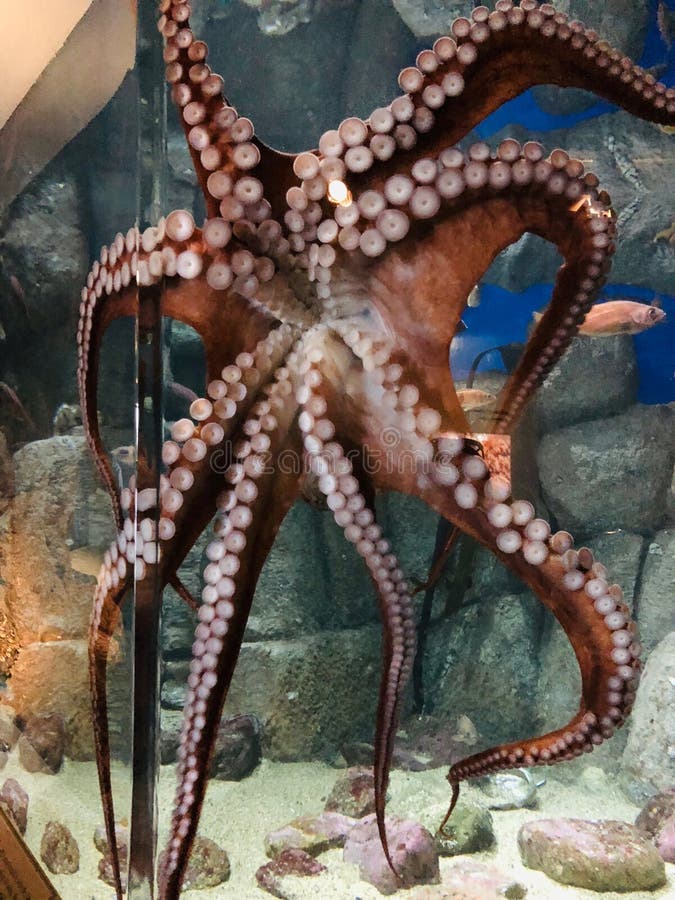 71,847 Krake Fotos - Kostenlose und Royalty-Free Stock-Fotos von Dreamstime