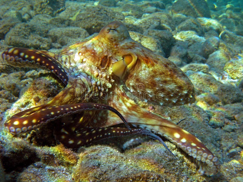 60,128 Krake Fotos - Kostenlose und Royalty-Free Stock-Fotos von Dreamstime