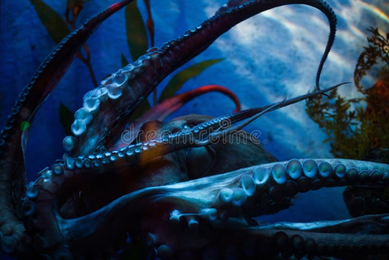 Krake stockfoto. Bild von vorstand, fische, seafood, nahaufnahme - 79778542