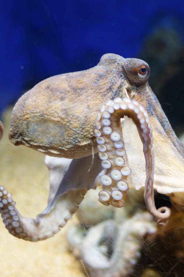 Krake Marine Life Im Roten Meer Egypt Stockfoto - Bild von schaden ...