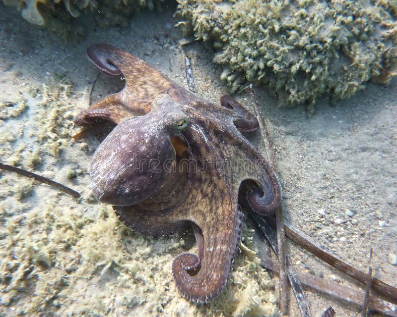 Krake im Meer stockfoto. Bild von molluske, fischen, marinesoldat ...
