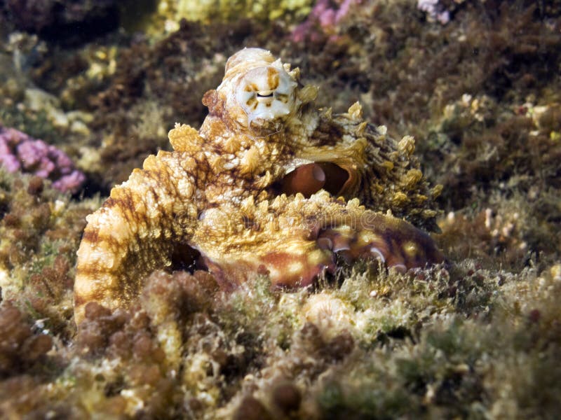 Krake, Die in Einem Shell Sich Versteckt Stockbild - Bild von sulawesi ...