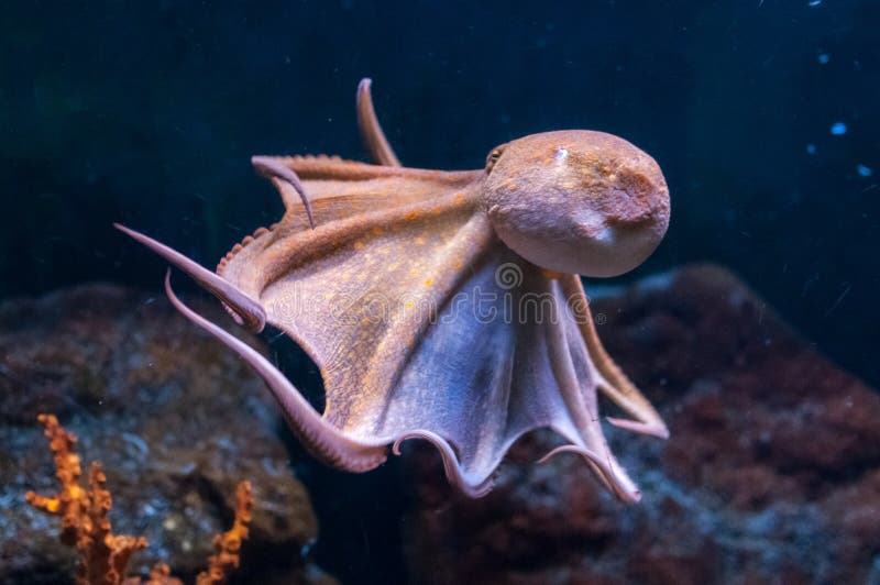 Krake im Wasser stockbild. Bild von samenkapseln, hintergrund - 57531407