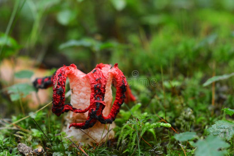 Krake stinkhorn Pilz stockbild. Bild von pilz, betrieb - 43209765