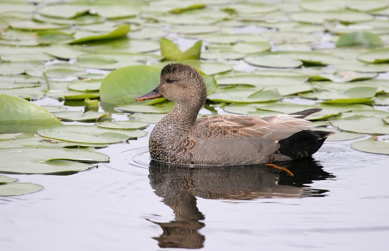 Krakeend (strepera Van Ana) - Mannetje Stock Foto - Image of mallard ...