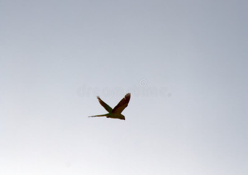 Kramer s Flying Parrot stock image. Image of psittacula - 258055591