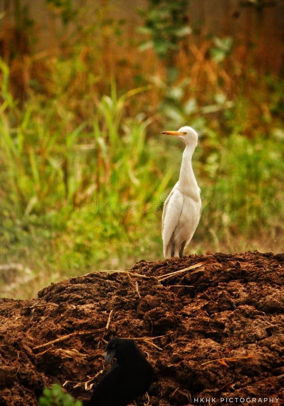 Kran stockbild. Bild von vogel, kran, nave, schnabel - 92214337