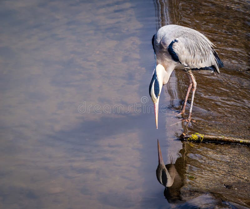 Kran im Wasser stockbild. Bild von feder, farbe, schnabel - 32903741