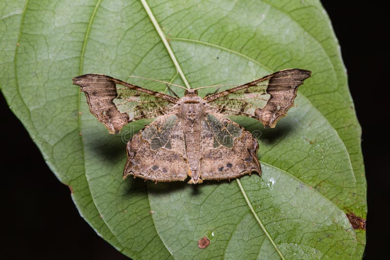 Krananda Semihyalina Moth on Green Leaf Stock Photo - Image of critter ...