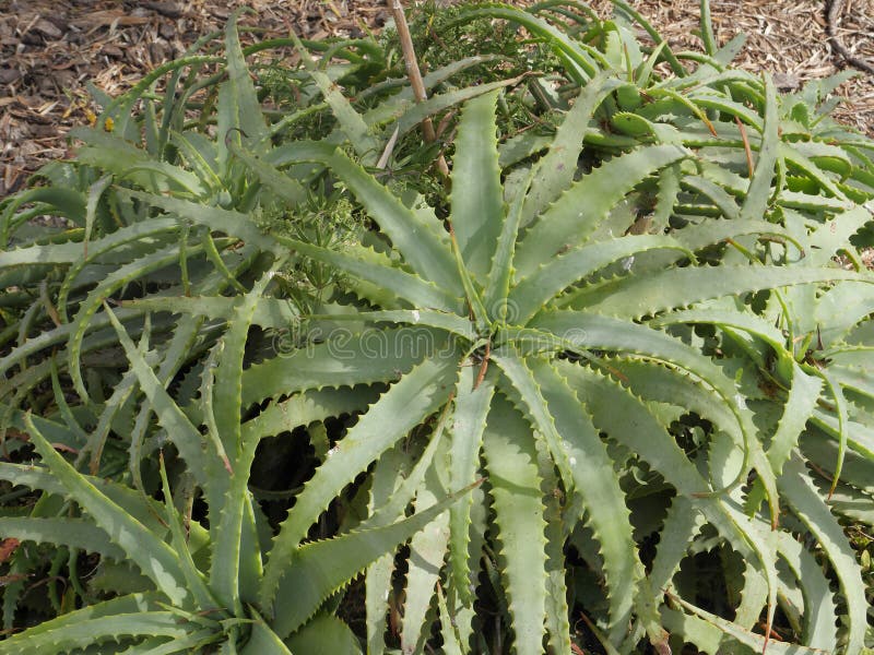 Krantz Aloe, Aloe Arborescens Stock Photo - Image of flower, krantz ...