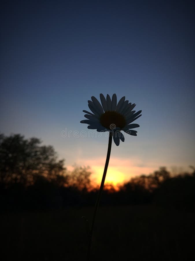 Krasuljak in the Counter Light Stock Photo - Image of krasuljak ...