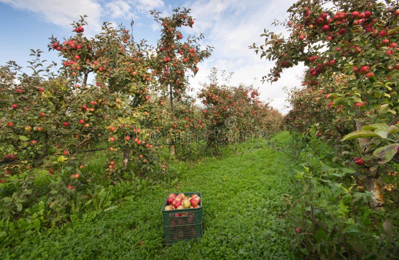 De boomgaard van de appel stock afbeelding. Image of tuin - 60645305