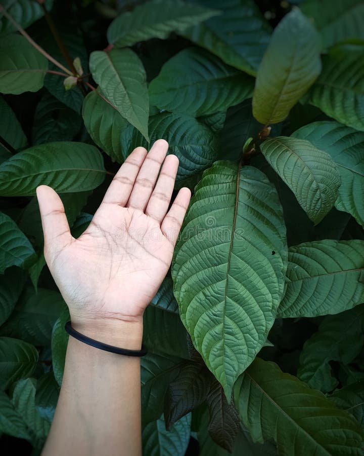 Kratom Leaf Compared To Fat Hand Mitragyna Speciosa Stock Image - Image ...