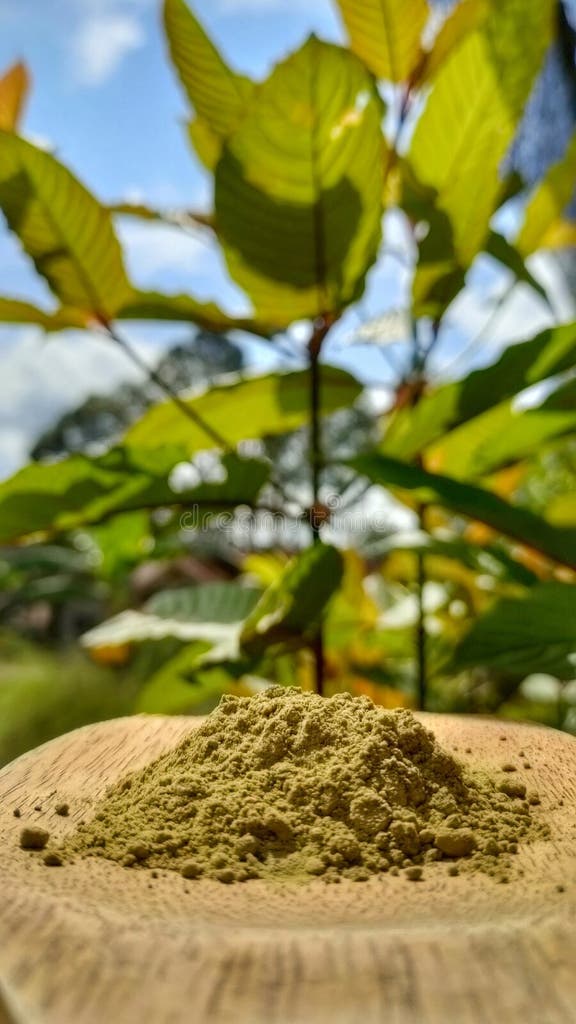 Kratom Powder and the Plant for Content Creator or Kratom Vendor Stock ...