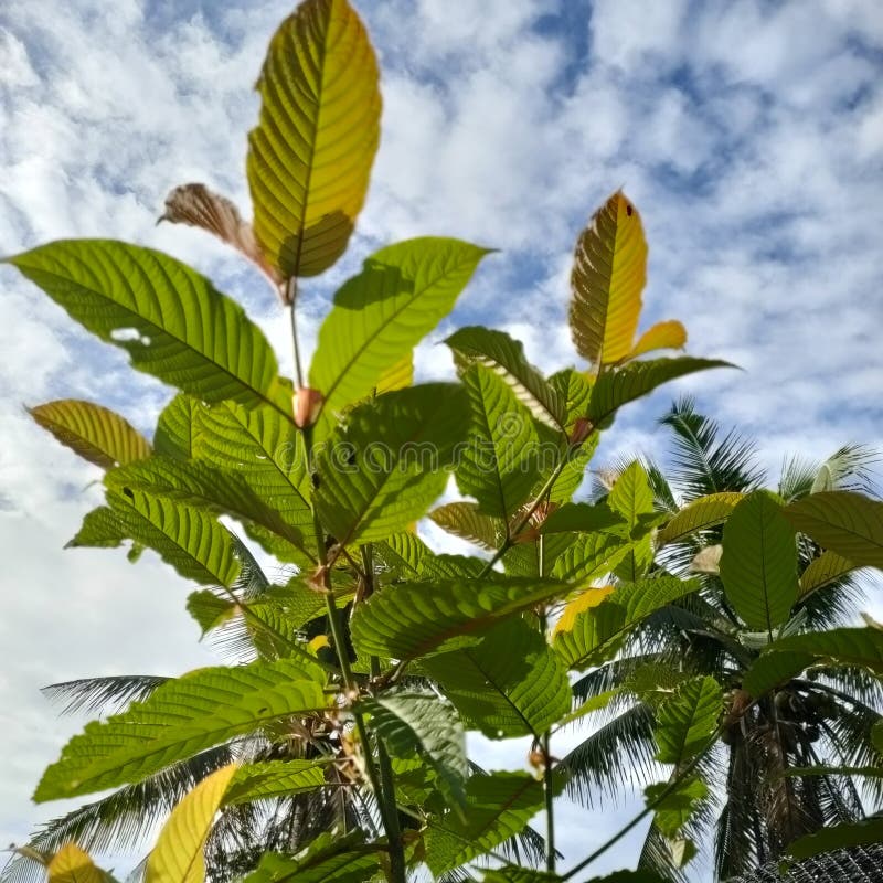 Kratom Leaves with Beautiful Sky As the Background Mitragyna Speciosa ...