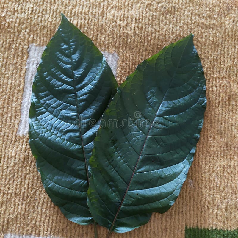 Kratom leaves super green stock image. Image of texture - 286531831