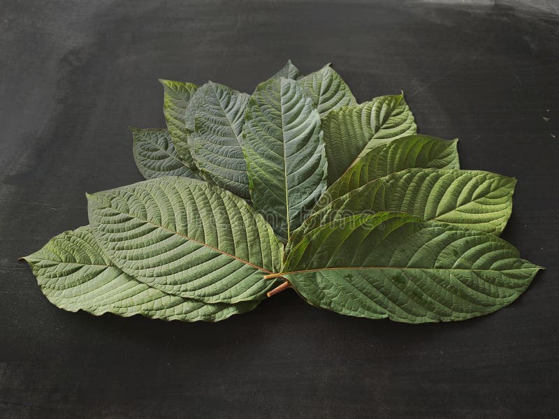 131 Kratom Leaves Mitragyna Speciosa Plants Stock Photos - Free ...