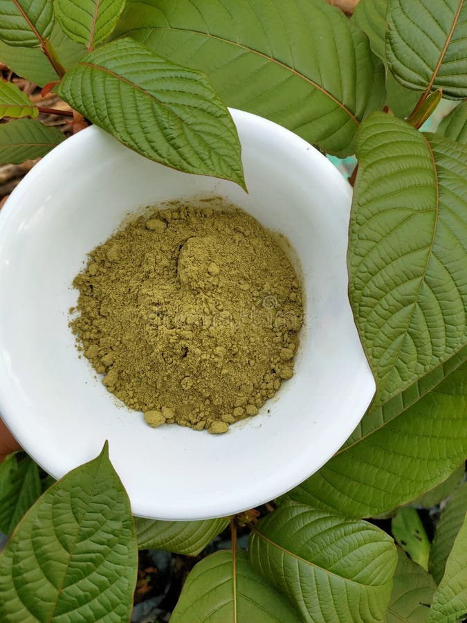 Kratom Mitragyna Speciosa Powder Herb Stock Image - Image of kratom ...