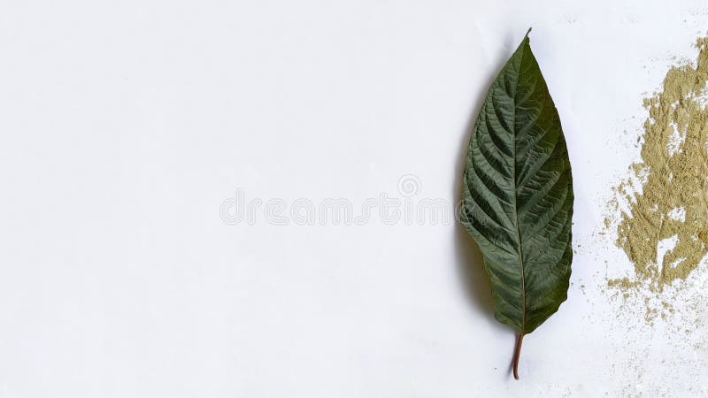 Kratom Mitragyna Speciosa Pure Nano Powder Background for Content Stock ...