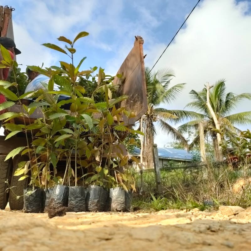 Small Kratom Trees Picked Up from the Kratom Nursery Stock Photo ...