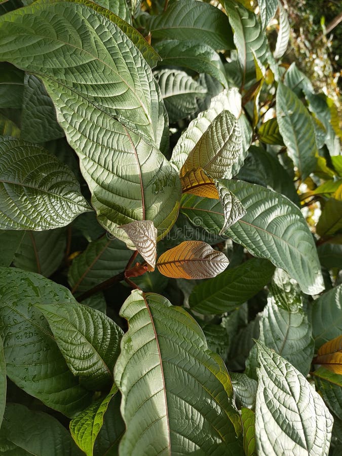 Kratom Nursery Mitragyna Speciosa Plants Indo Herb Stock Photo - Image ...