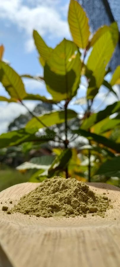 Kratom Powder and the Plant during the Day Tropical Evergreen Stock ...
