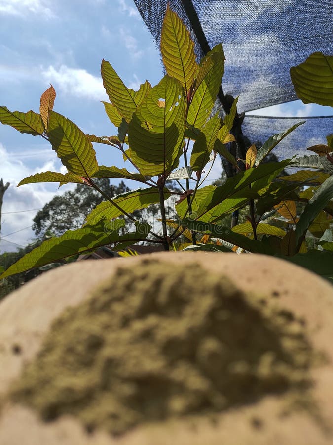 Kratom Powder and the Plant in the Garden during the Day Stock Photo ...