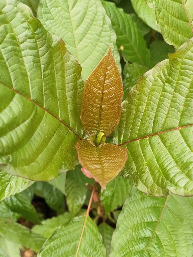 Kratom Purik Ketum Mitragyna Speciosa Stock Photo - Image of greenbali ...