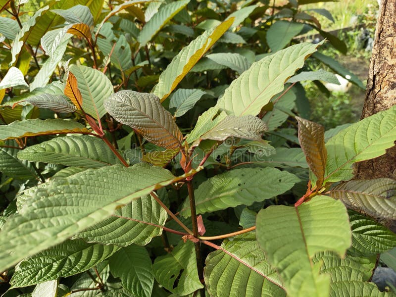 Kratom Tree Mitragyna Speciosa Plants Indo Herb Stock Photo - Image of ...