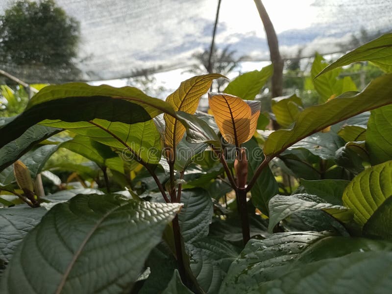 Kratom Tree Mitragyna Speciosa Plants Indo Herb Stock Image - Image of ...
