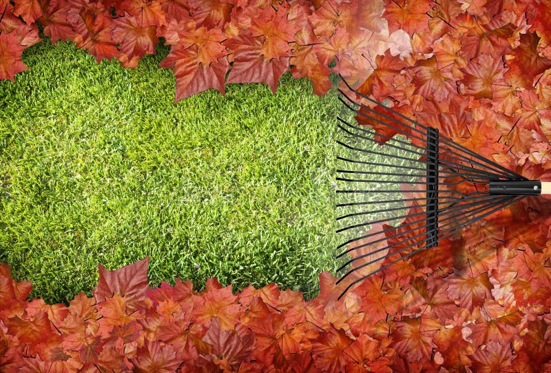Kratta för leaves fotografering för bildbyråer. Bild av falla - 15607231