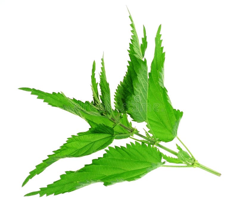 Stinkende Nessel (Urtica Dioica) Stockbild - Bild von frisch, nahrung ...