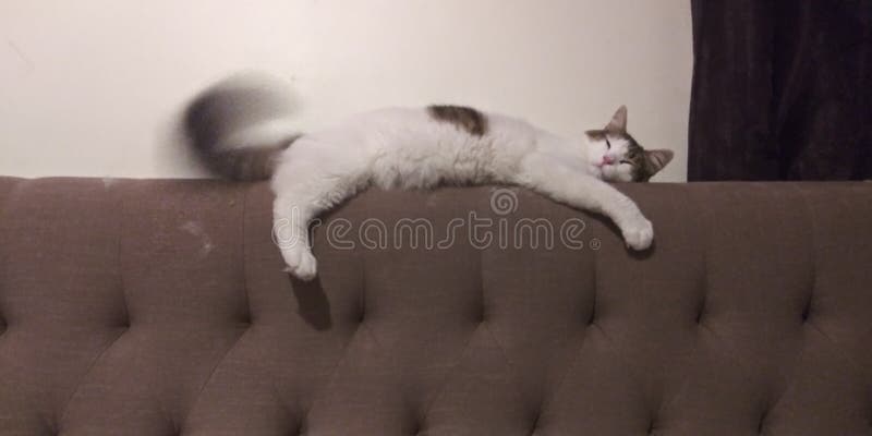 Krazy Kat stock image. Image of spaz, krazy, fluffy - 160793169