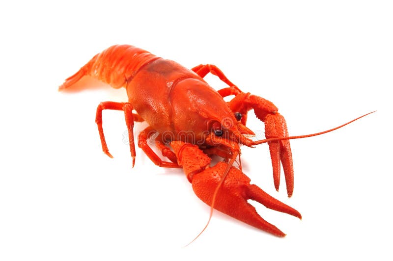 Krebs - blauer Hummer stockfoto. Bild von köstlich, getrennt - 146826194