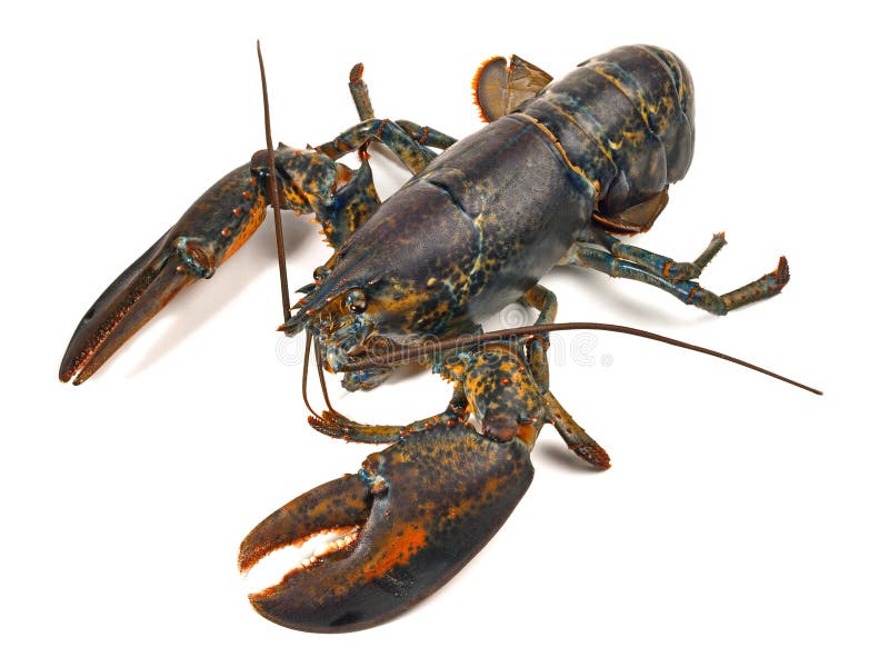 Krebs - Hummer auf Eis stockfoto. Bild von gekocht, hintergrund - 146826304