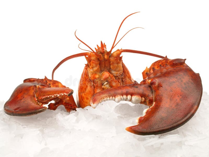 Krebs - Hummer auf Eis stockfoto. Bild von gekocht, hintergrund - 146826304
